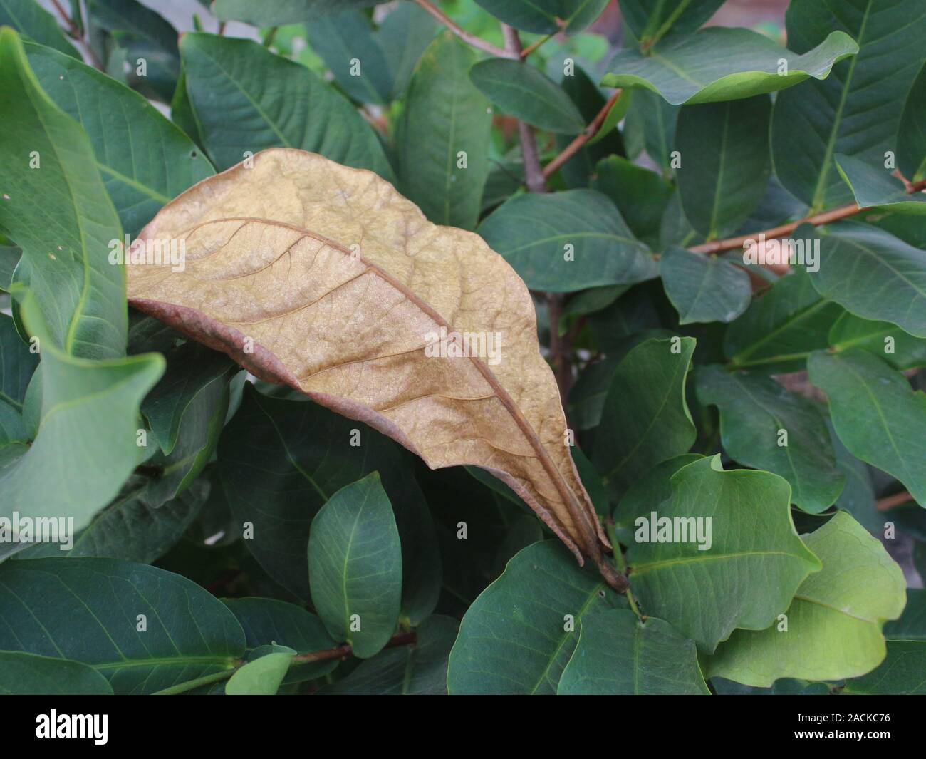 Pre-winter season in bengal Stock Photo - Alamy