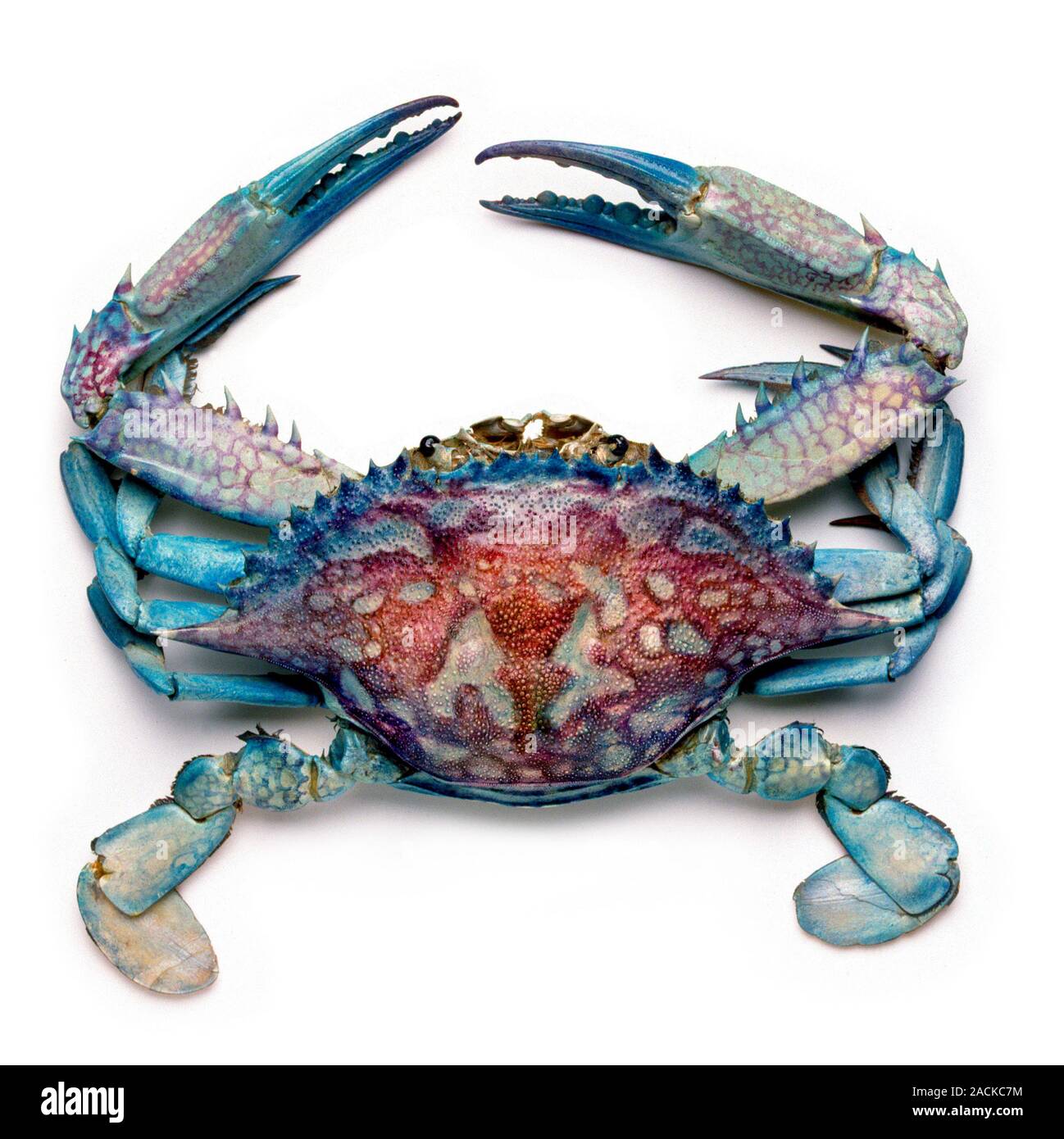 Blue crab (Callinectes sapidus). This edible crustacean is found in the ...