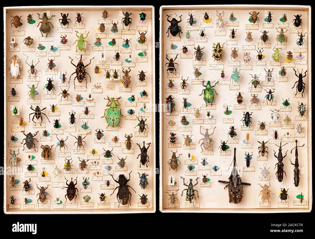 Weevil specimens. Specimen drawer of weevils held at the Natural ...