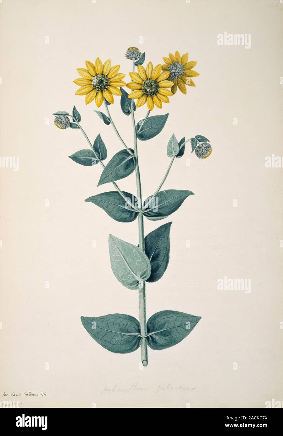 Downy sunflower (Helianthus mollis). Illustration by Frederick Polydore ...