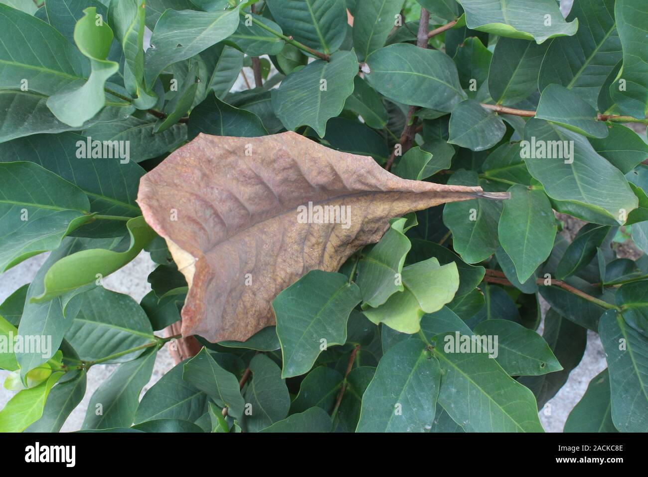 Pre winter season hi-res stock photography and images - Alamy