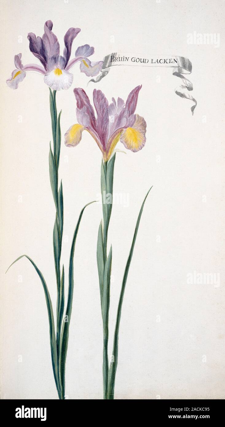 Spanish iris (Iris xiphium). Illustration from 'Flora Exotica' by ...