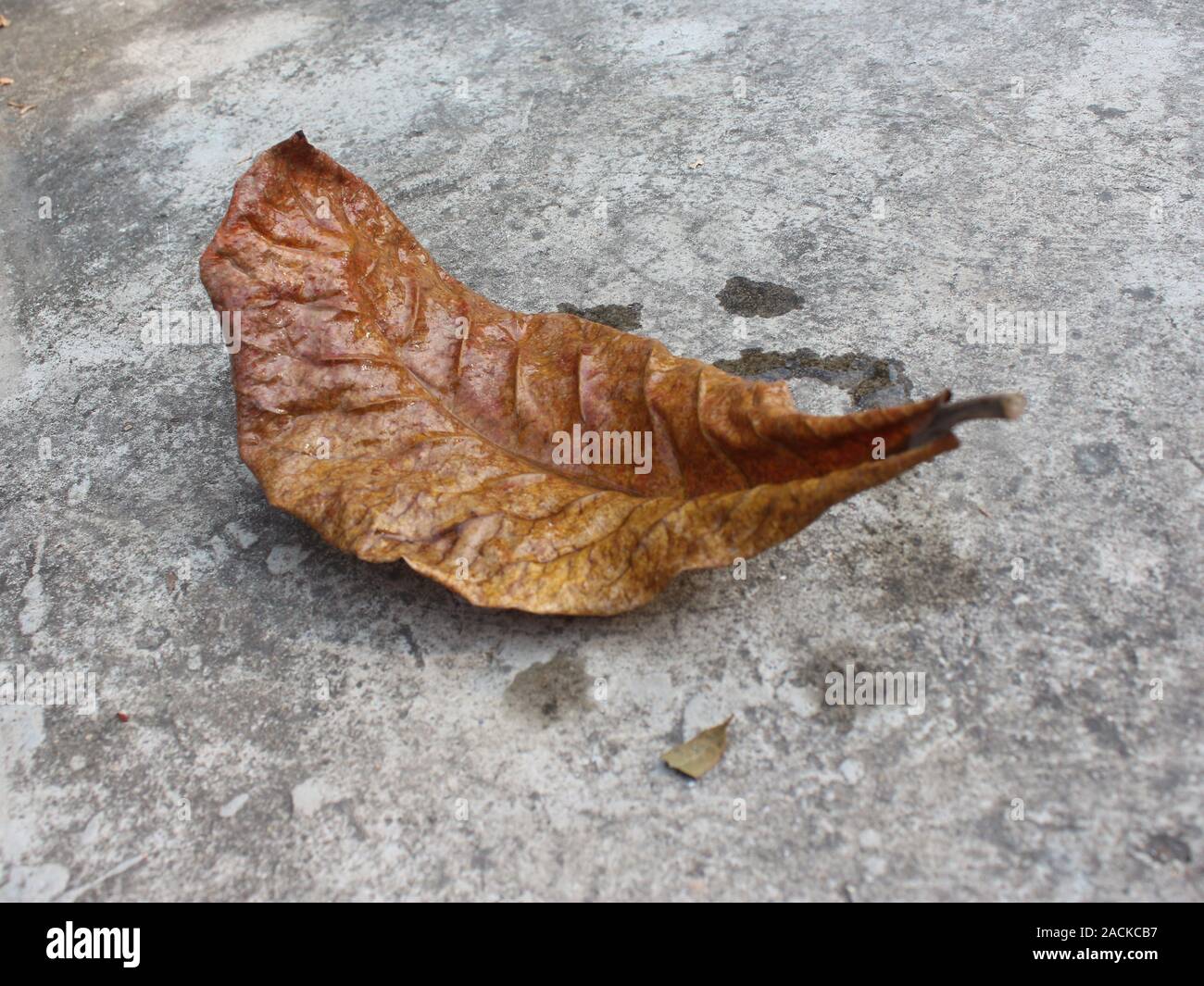 Pre-winter season in bengal Stock Photo - Alamy