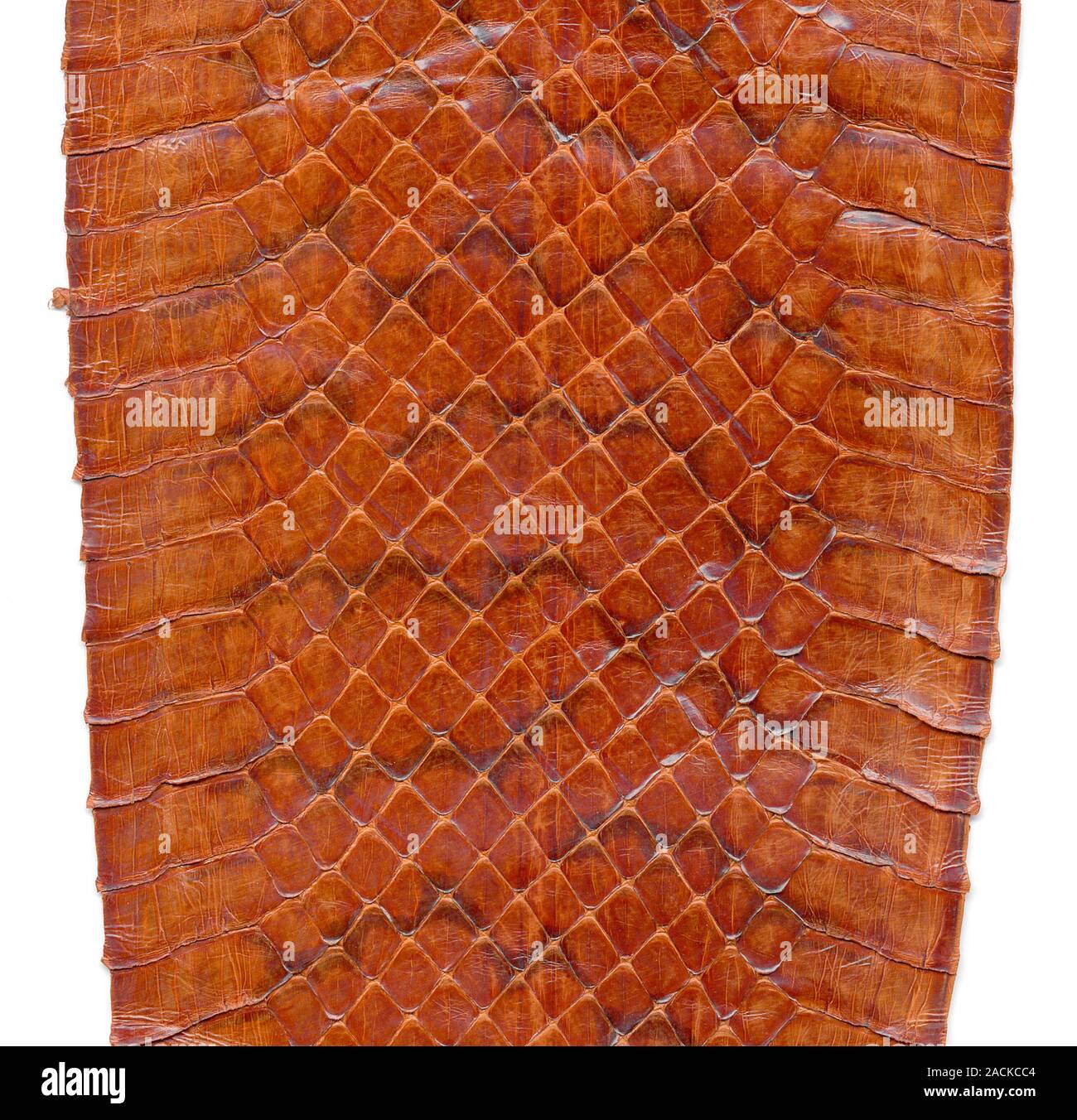 Snake skin. Close-up of a snake skin specimen, showing details of the ...
