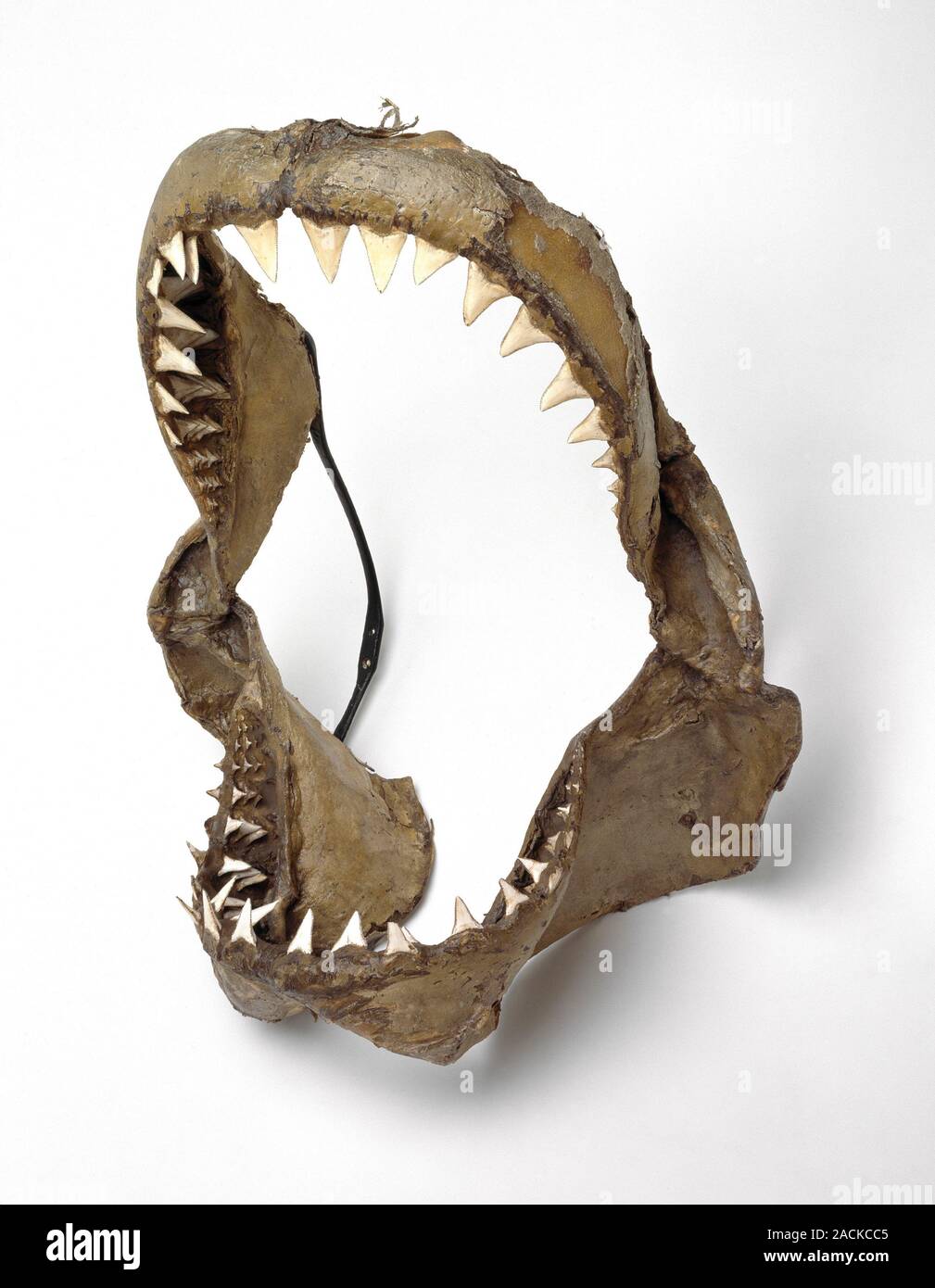 Great white shark (Carcharodon carcharias) jaw. The great white is the ...