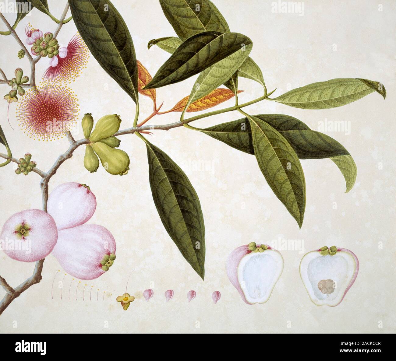 Botanical illustration. Plate 470 from the John Reeves Collection of ...