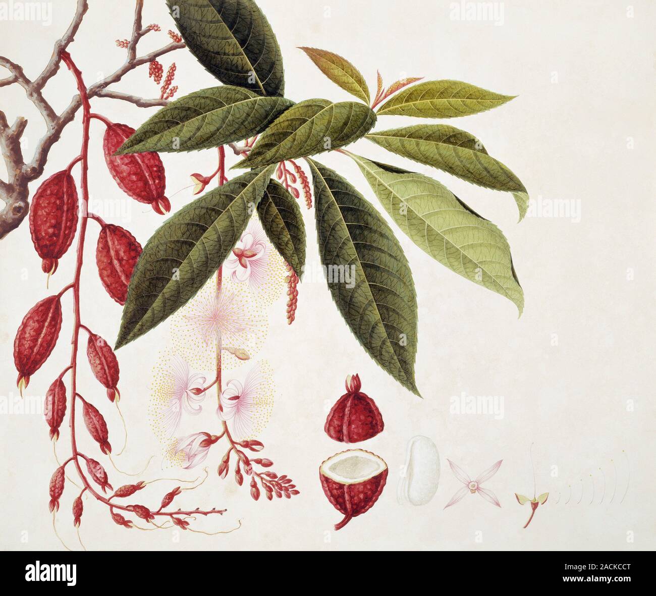 Botanical illustration. Plate 457 from the John Reeves Collection of ...