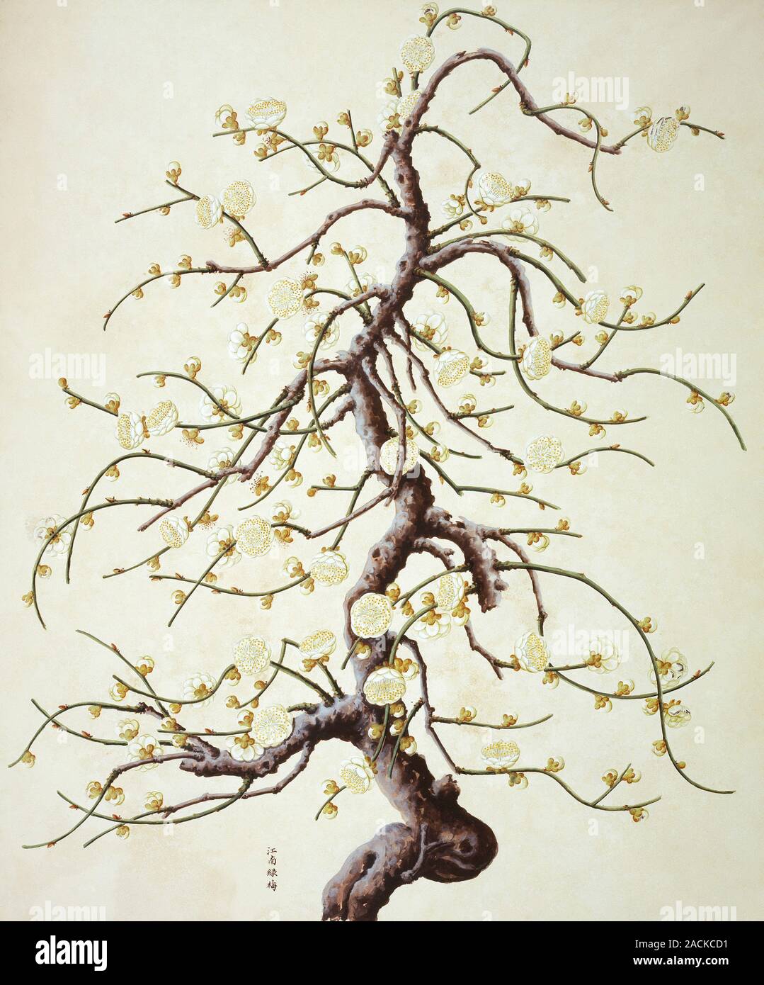 Botanical illustration. Plate 406 from the John Reeves Collection of ...