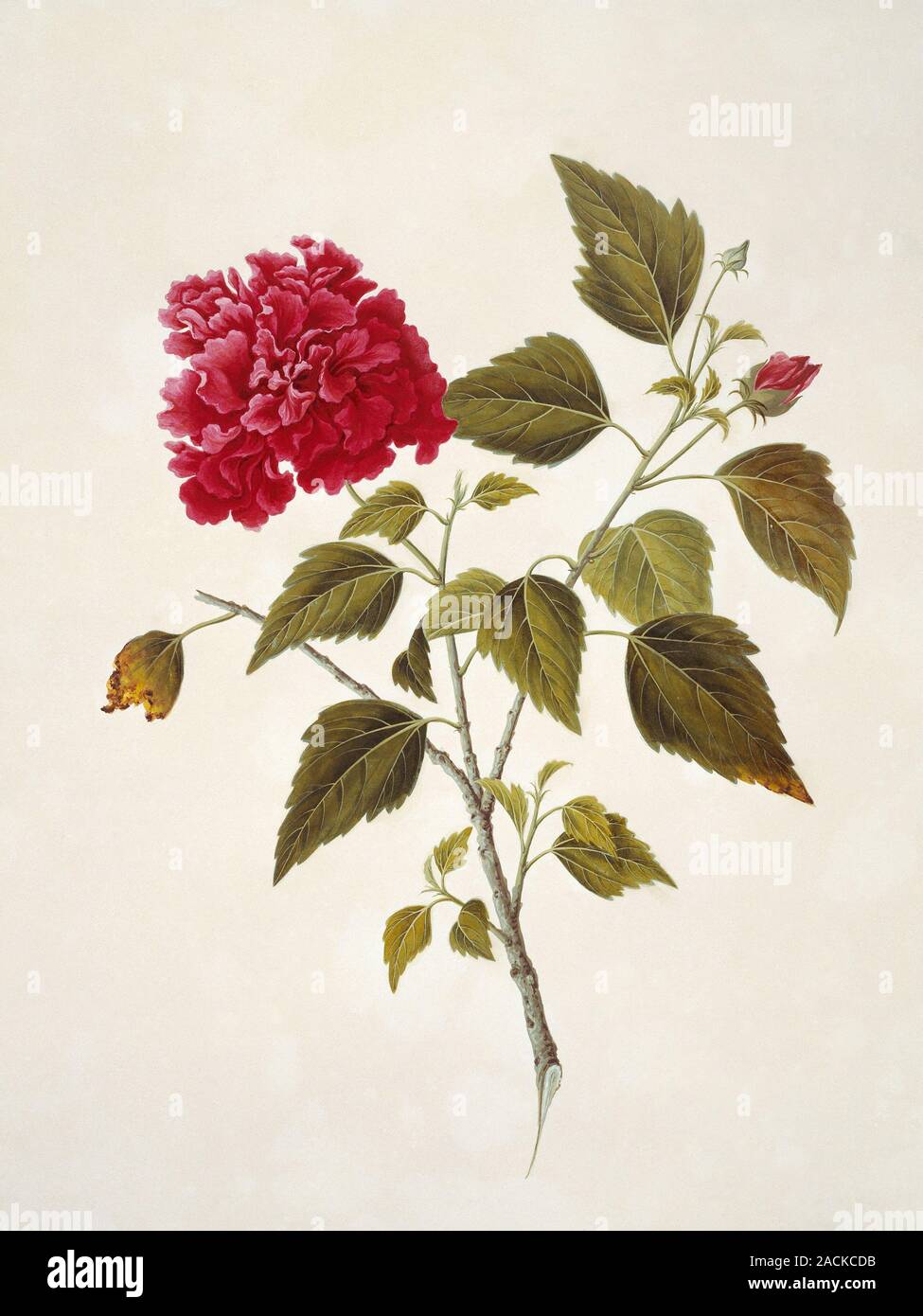 Botanical illustration. Plate 141 from the John Reeves Collection of ...