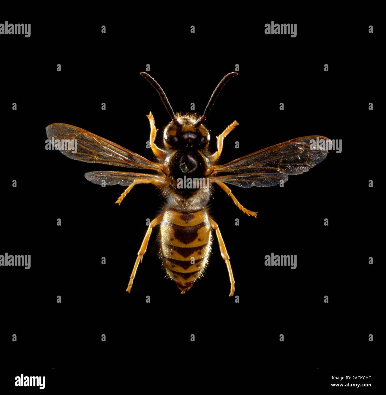 Female worker common wasp (Vespula vulgaris Stock Photo - Alamy