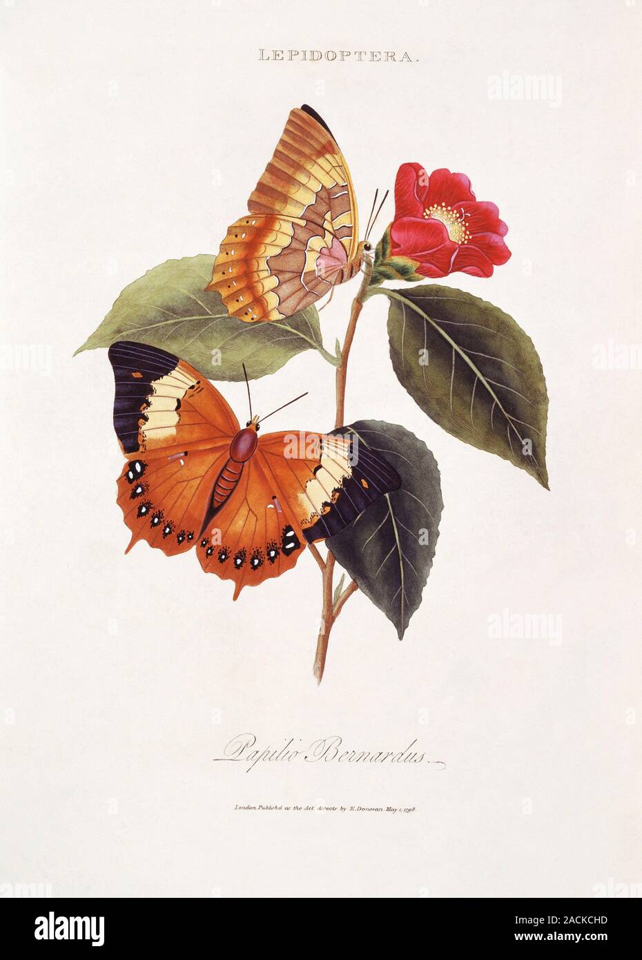 Tawny rajah butterflies (Charaxes bernardus,). Illustration from ...