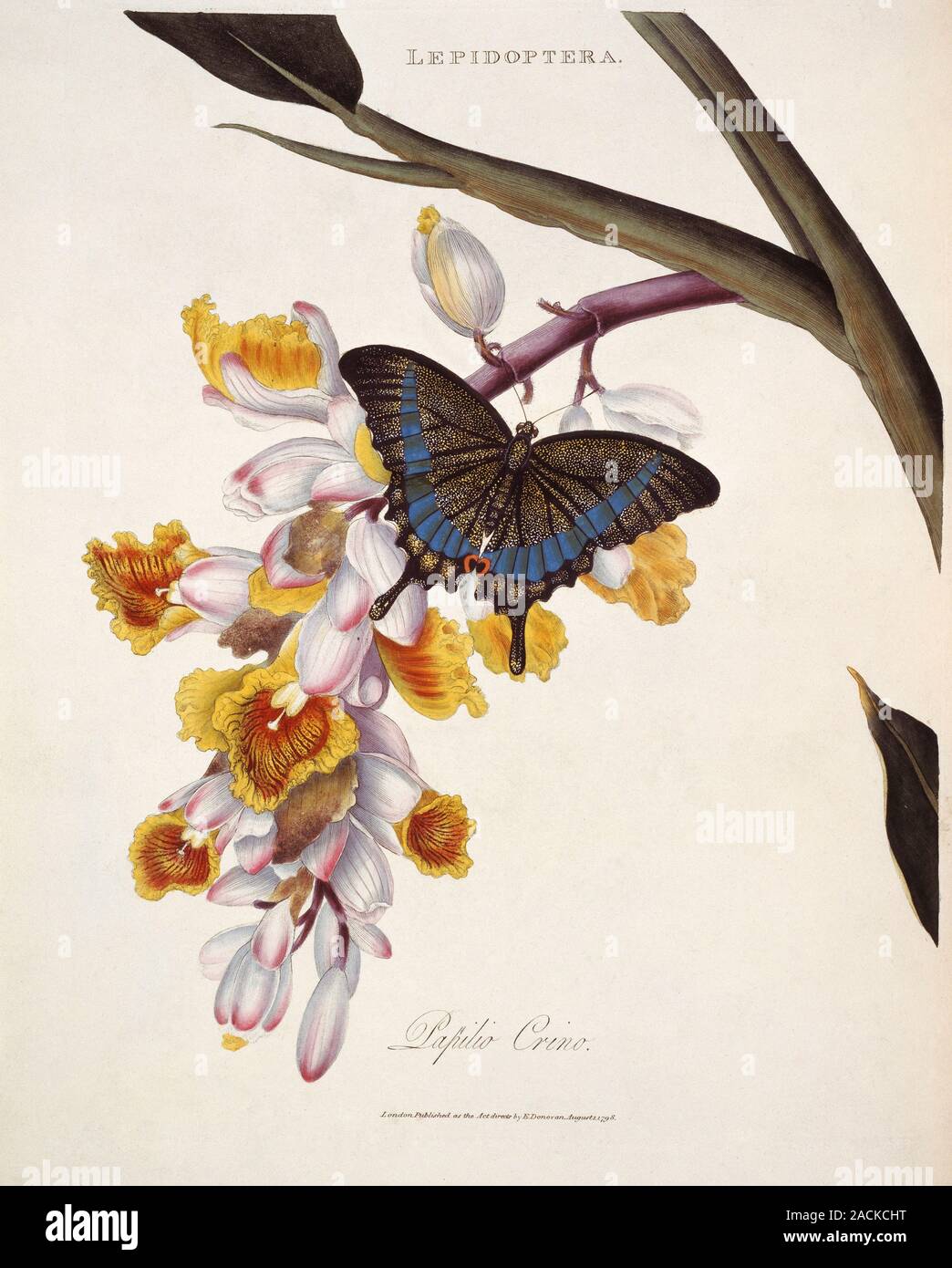 Swallowtail butterfly (Papilio crino). Illustration from 'Insects of ...