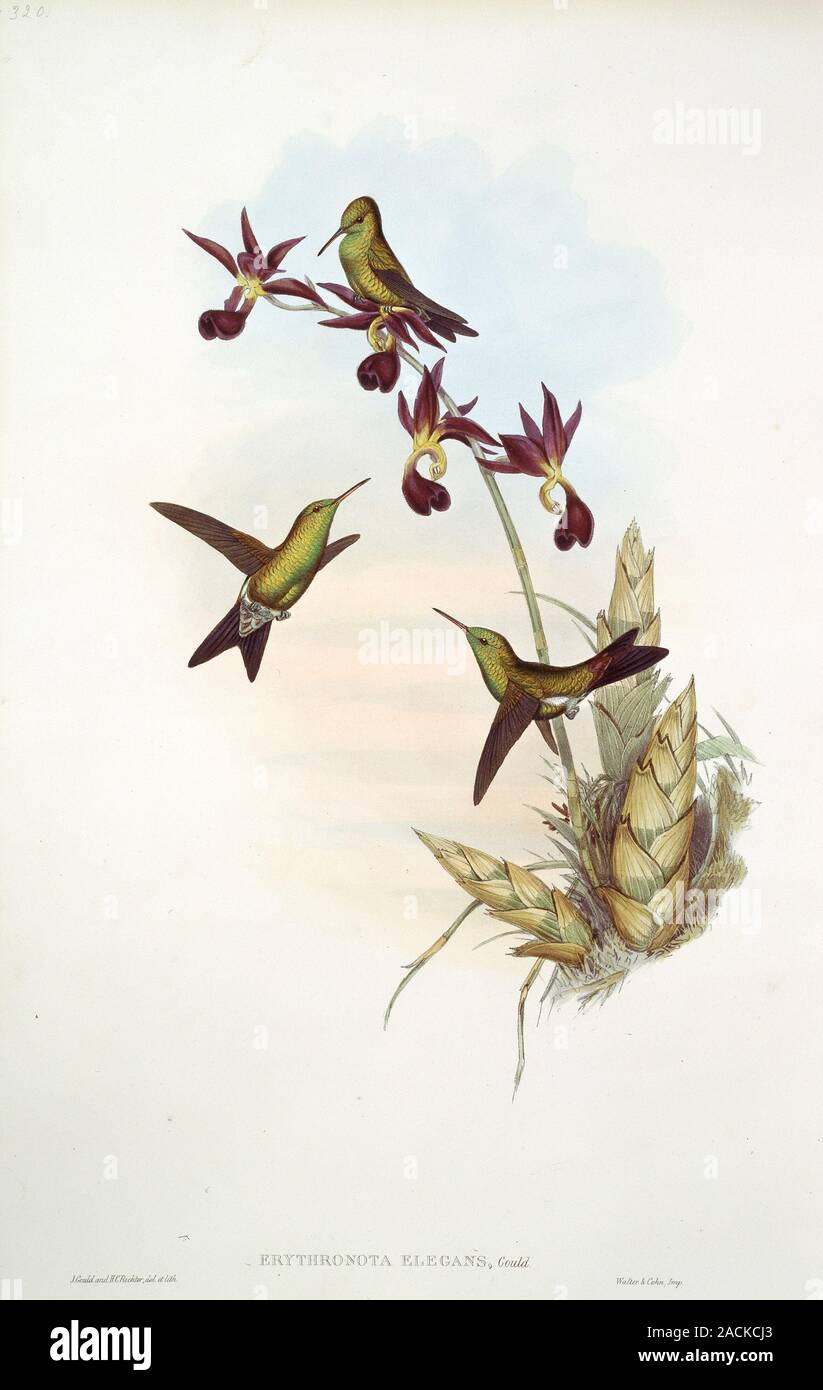 Hummingbirds. Illustration from an 1861 supplementary volume of 'A ...