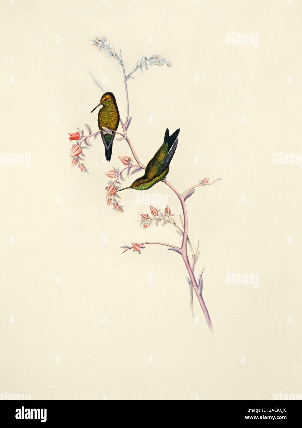 Columbian emerald hummingbirds (Chlorostilbon angustipennis ...