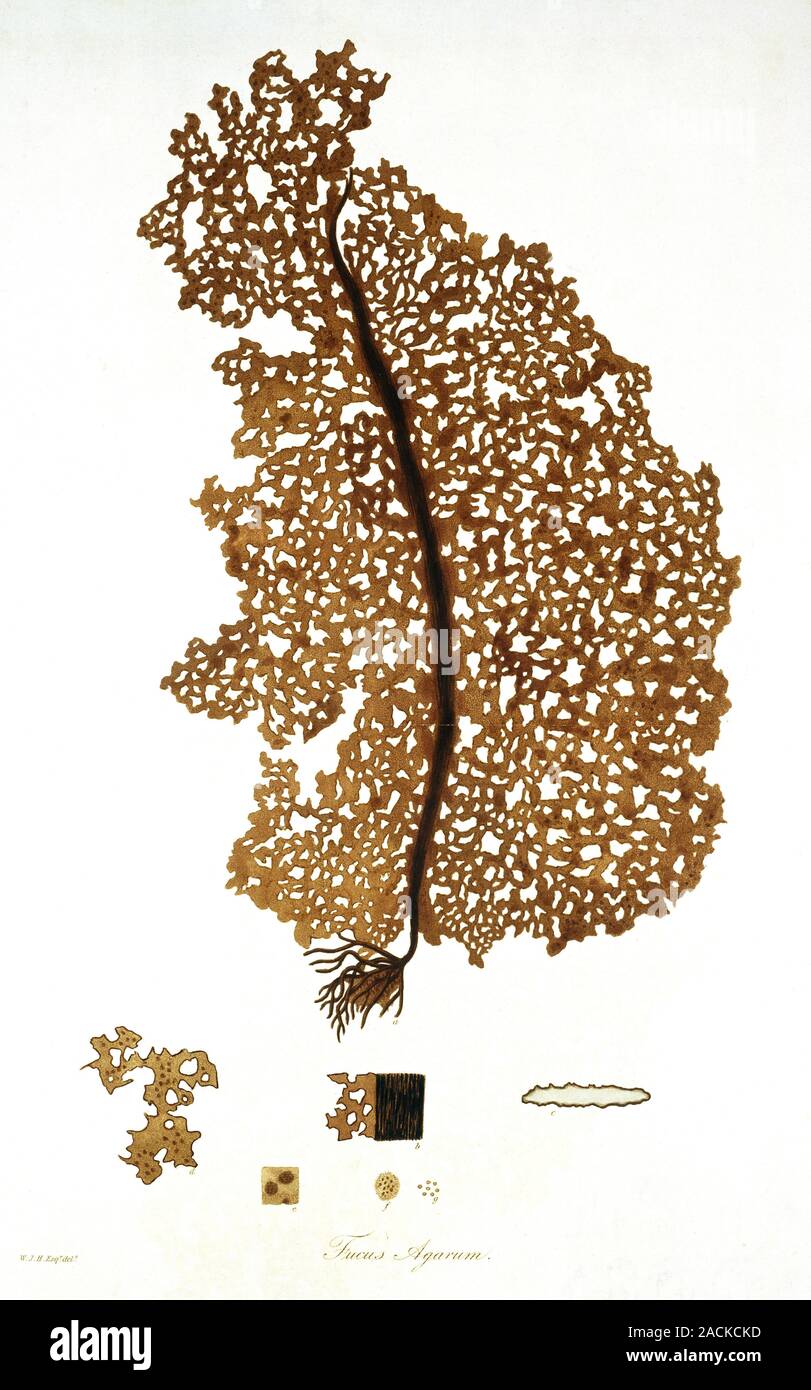 Kelp (Fucus agarum). Illustration from 'Fuci, or coloured figures and ...