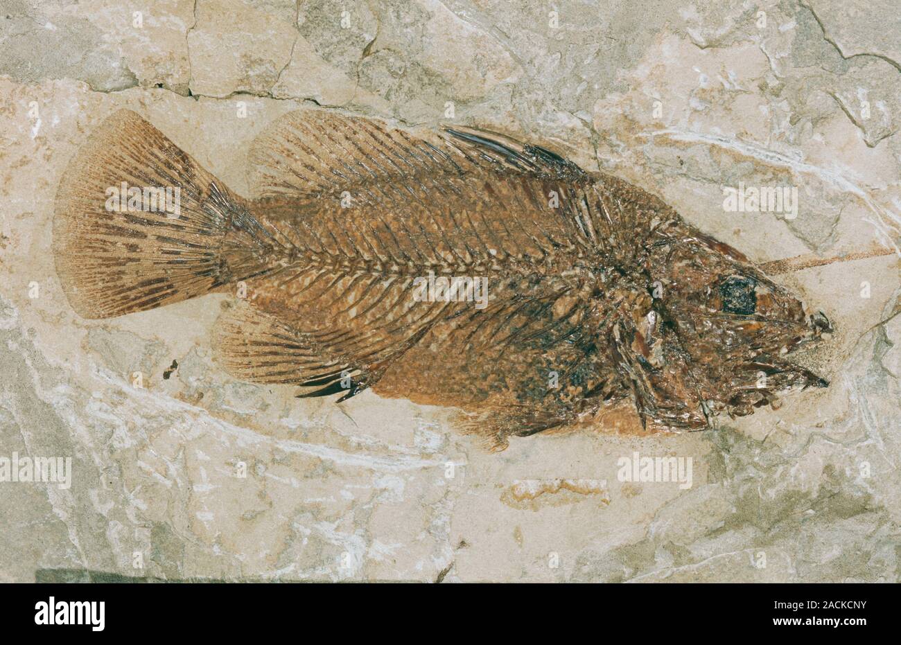Fossil fish. Fossilised specimen of the bony fish Lates gracilis from ...