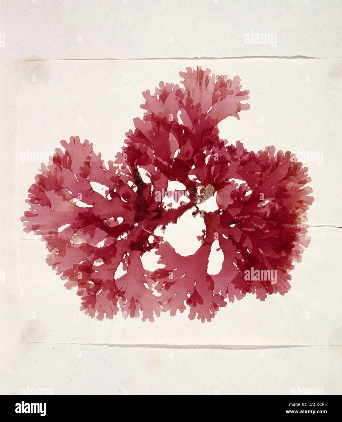Dried red alga (Thodomenia lacineata). Plate 17 from 'Algae ...