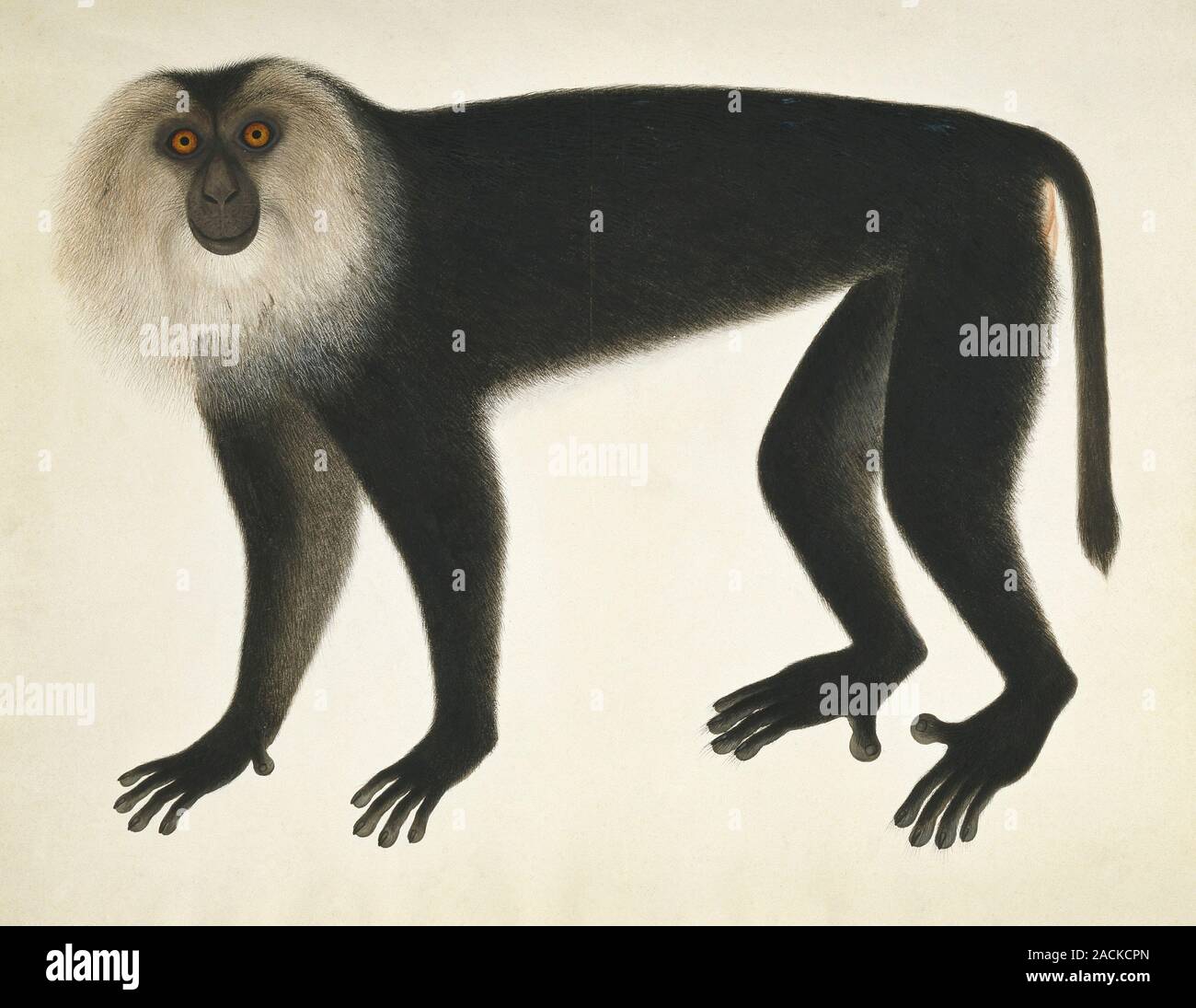 Chinese monkey. Illustration from the John Reeves Collection of ...