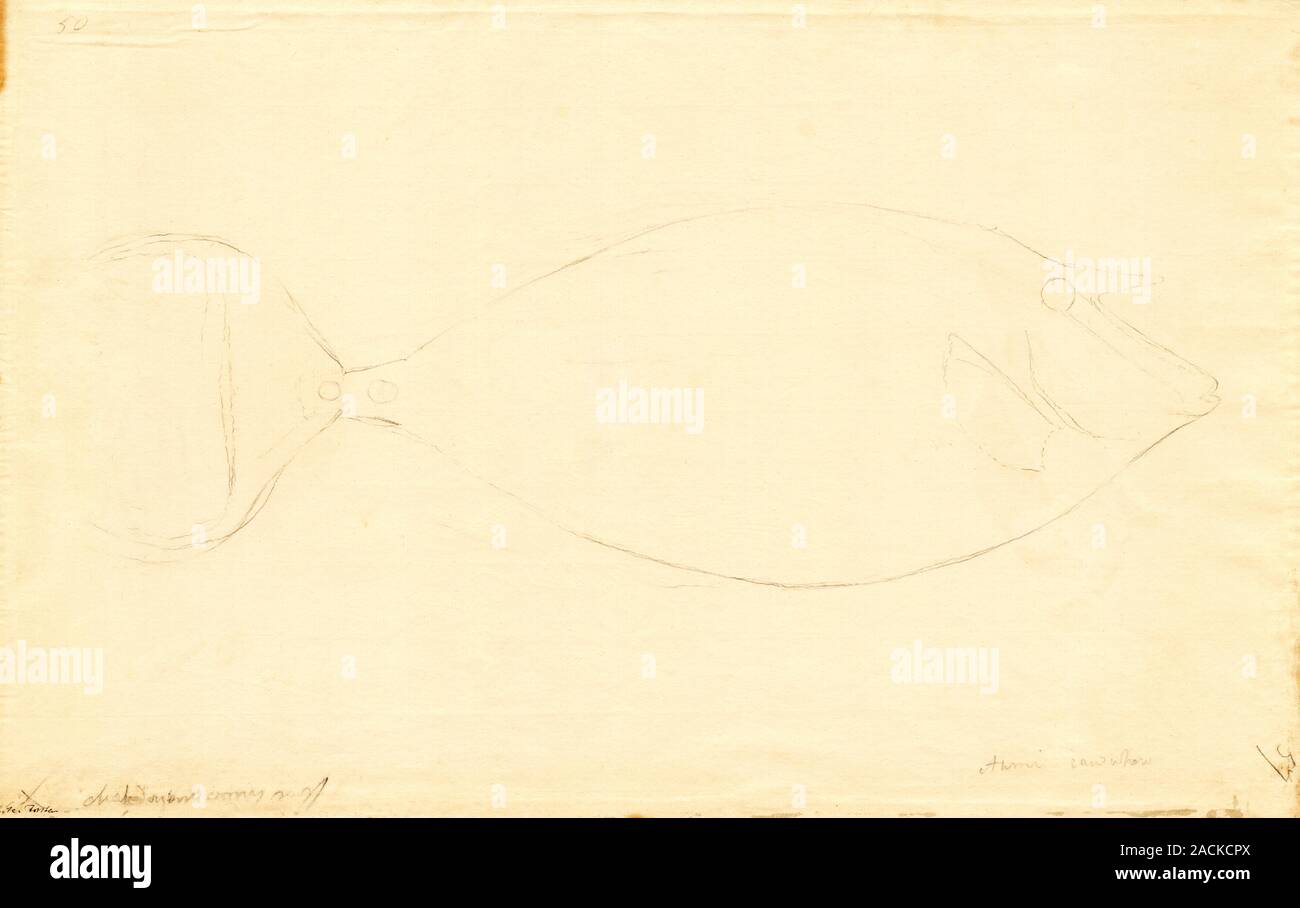Fish. illustration by George Forster made during Captain James Cook's ...