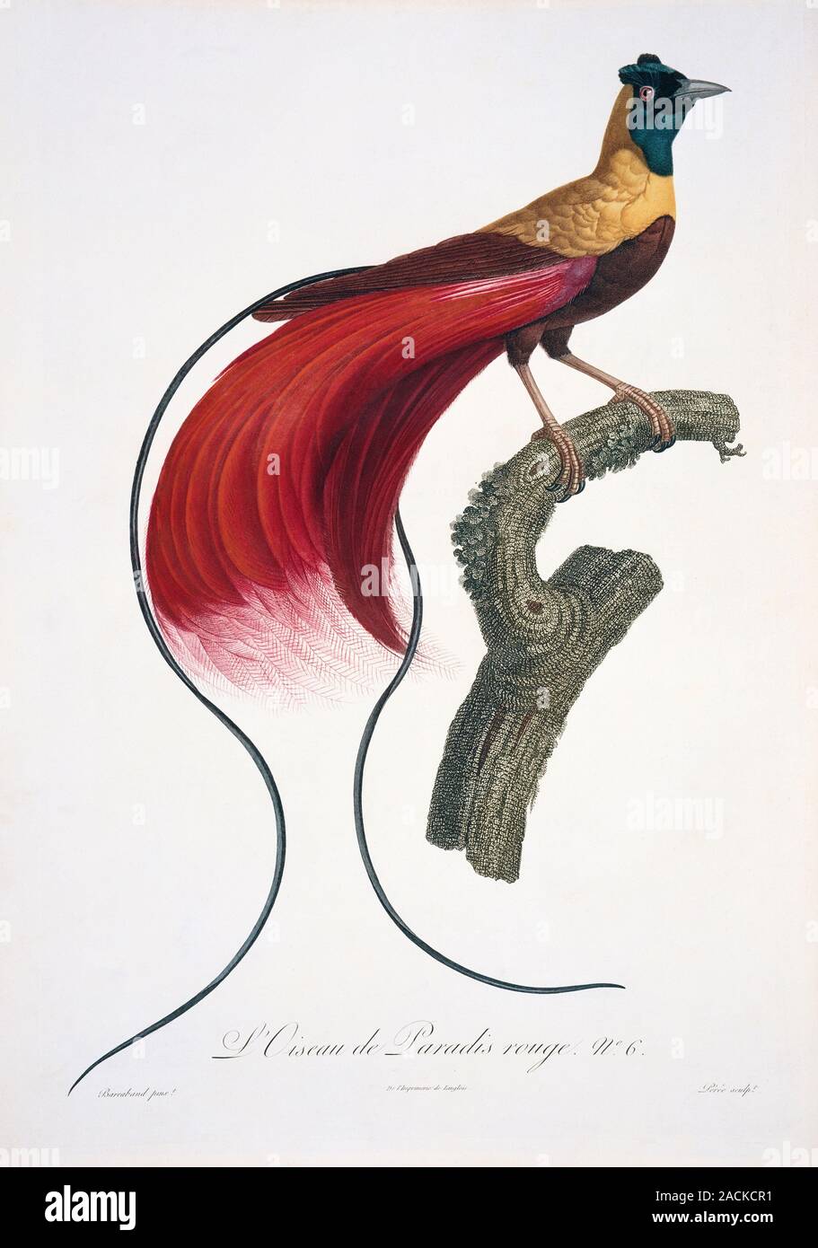 Red bird-of-paradise (Paradisaea rubra). Illustration from 'Histoire ...