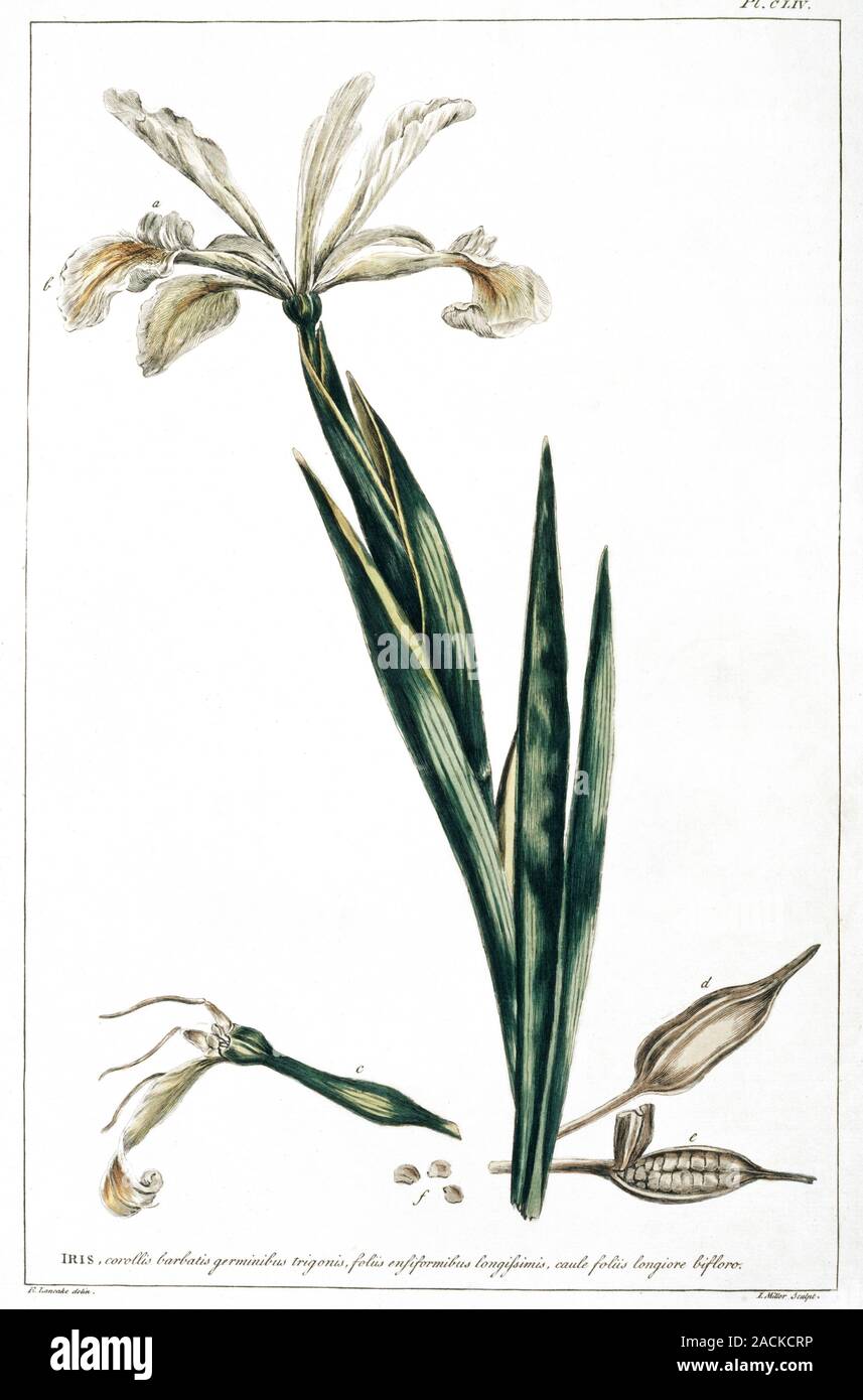 Turkish iris (Iris orientalis). Artwork from 'The Chelsea Gardener ...