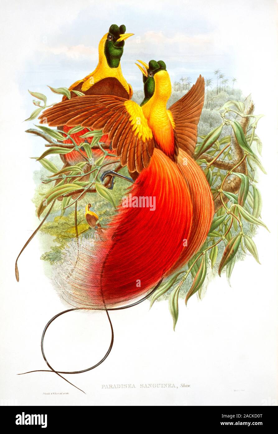 Red bird-of-paradise, artwork (Paradisaea rubra). Illustration from ...