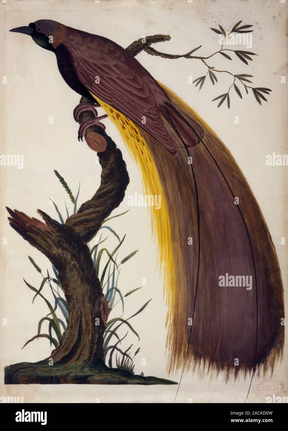 Greater bird-of-paradise (Paradisaea apoda). Illustration by Sydney ...
