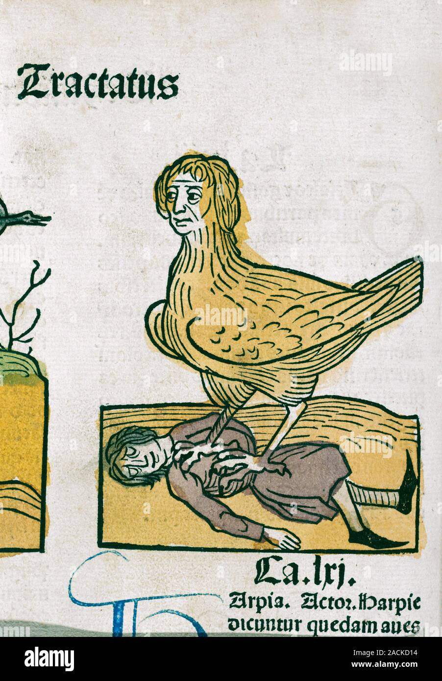 'A Medieval nightmare'. This hand coloured woodcut, showing a human ...