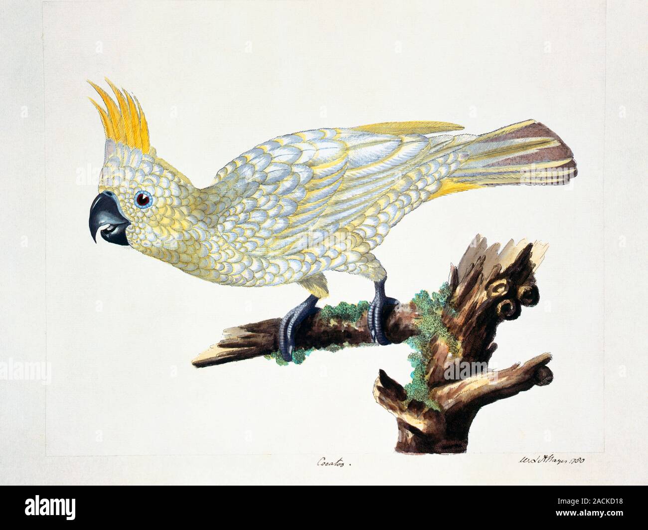Yellow-crested cockatoo (Cacatua sulphurea). Illustration from ...
