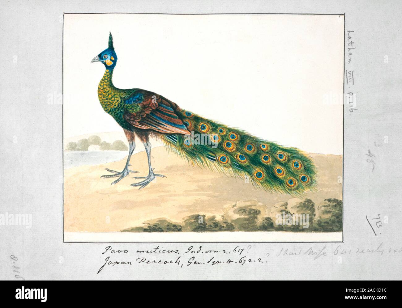 Green peafowl (Pavo muticus). Illustration from 'A General History of ...