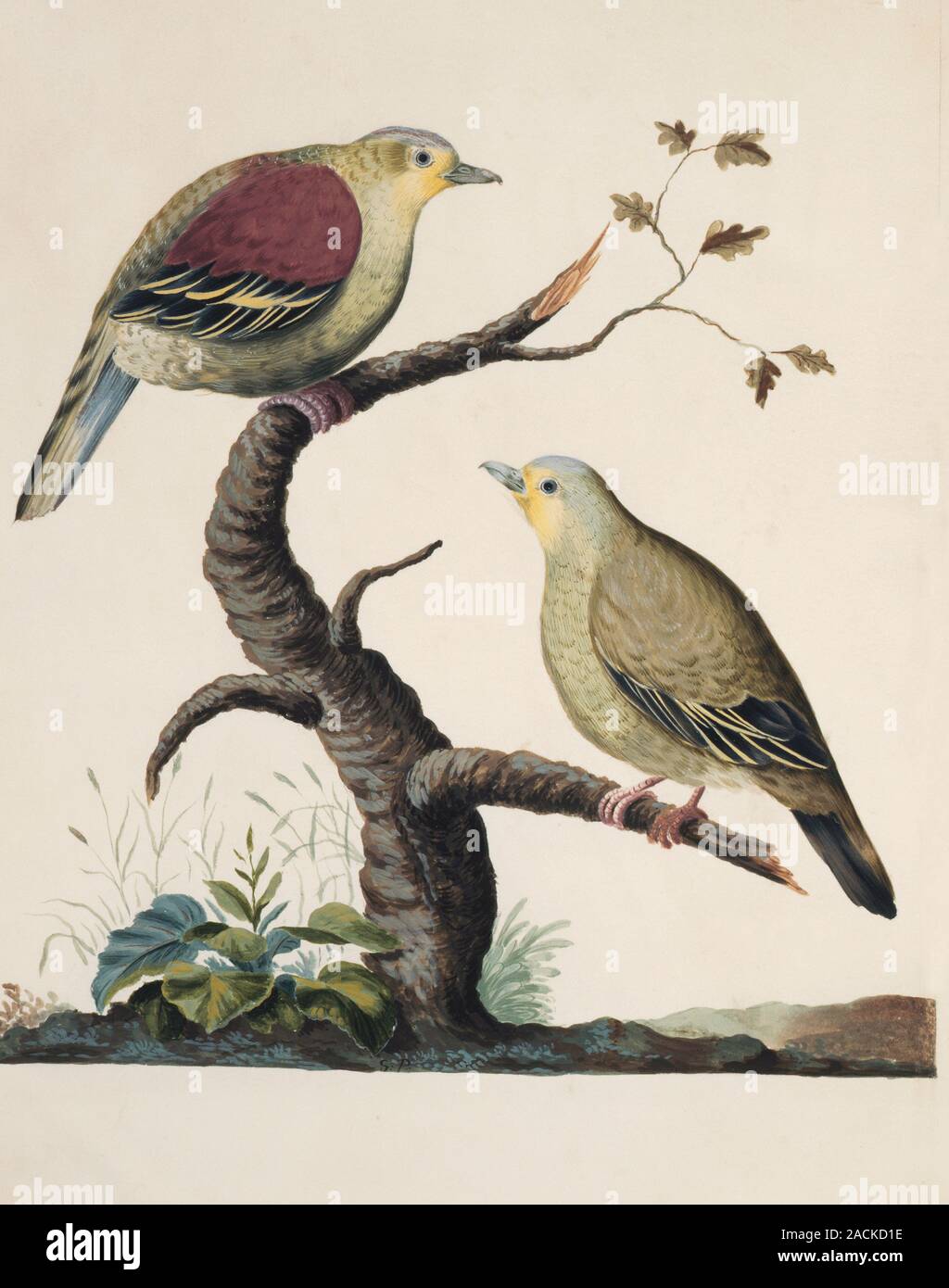 Pompadour green pigeon (Treron pompadora). Watercolour by Sydney ...