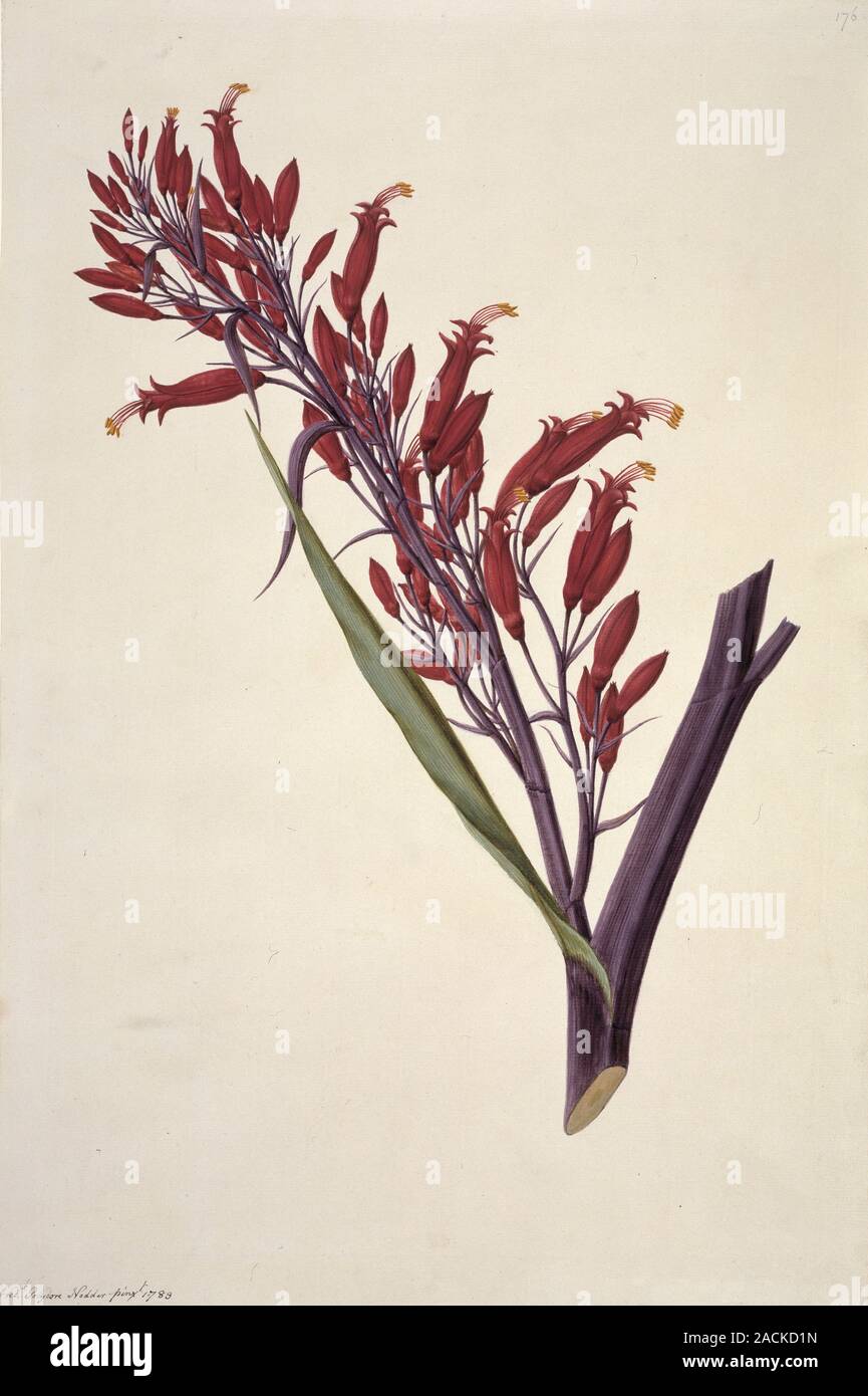 New Zealand flax (Phormium tenax). This watercolour was commissioned by ...