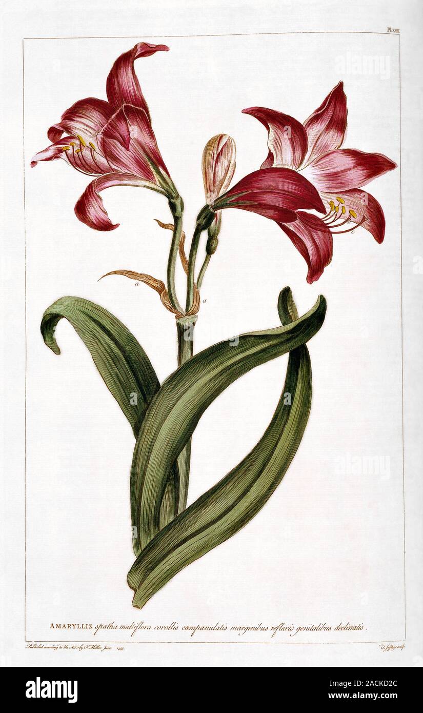 Amaryllis flower. This artwork is plate 23 from volume 1 of 'The ...