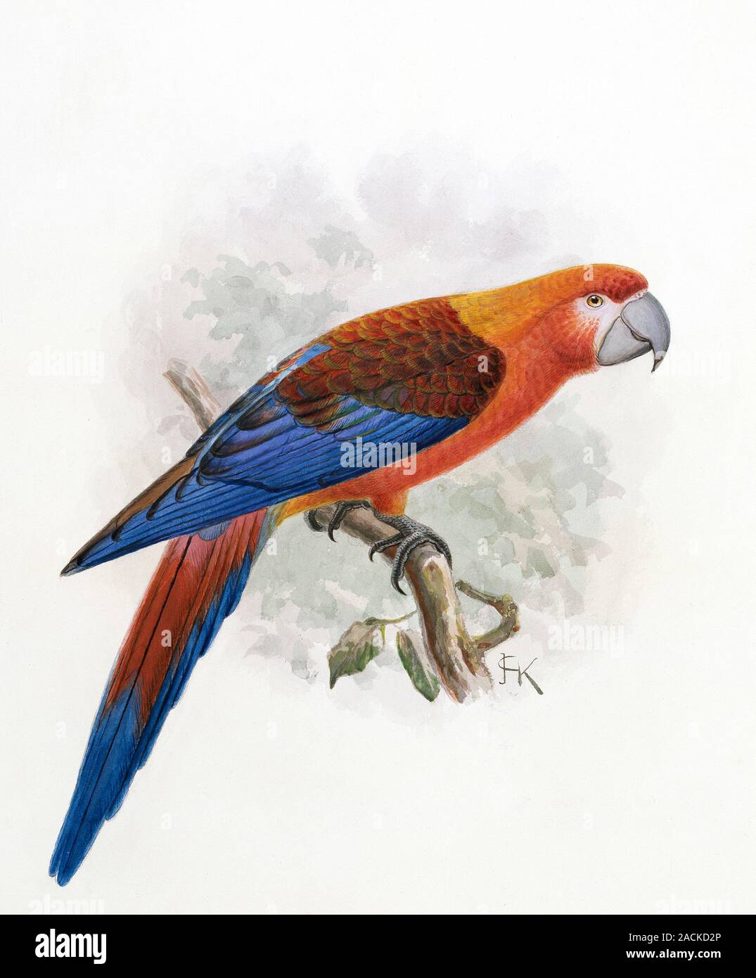 Hispaniolan macaw (Ara tricolor). This artwork is plate 10 by the Dutch ...