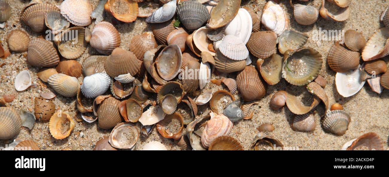 Various sea life on sandy beach hi-res stock photography and images - Alamy