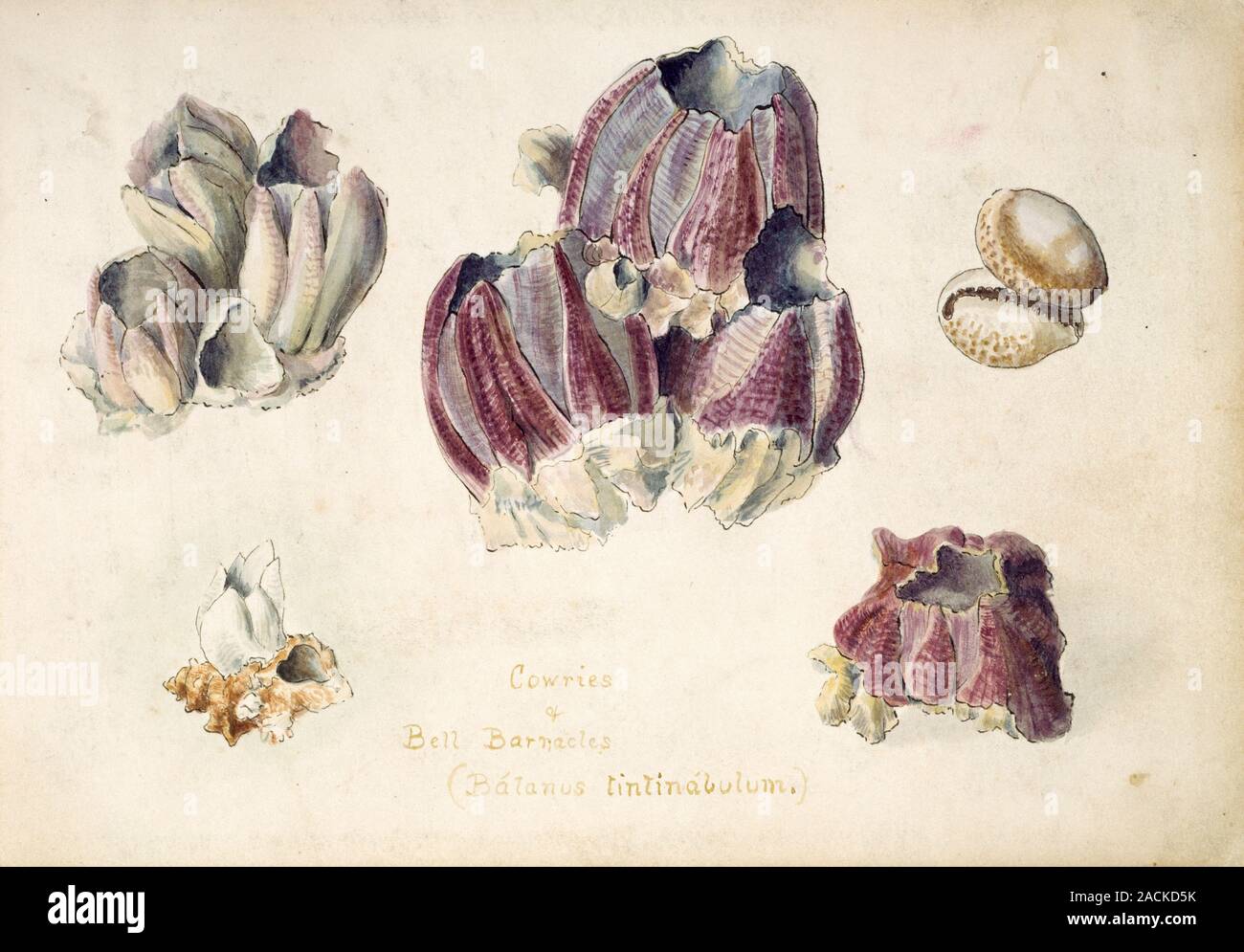 Indian barnacles. The marine organisms shown here include bell ...