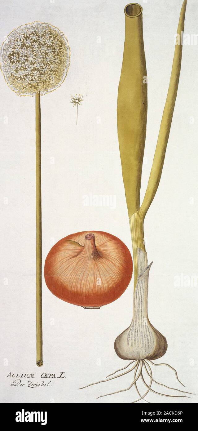 Onion (Allium cepa). Botanical illustration from the Botany Library ...