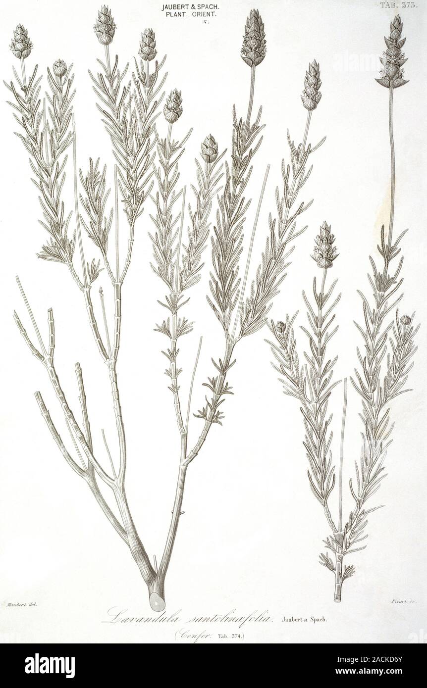 Lavender (Lavandula santolinaefolia). Botanical illustration from the ...