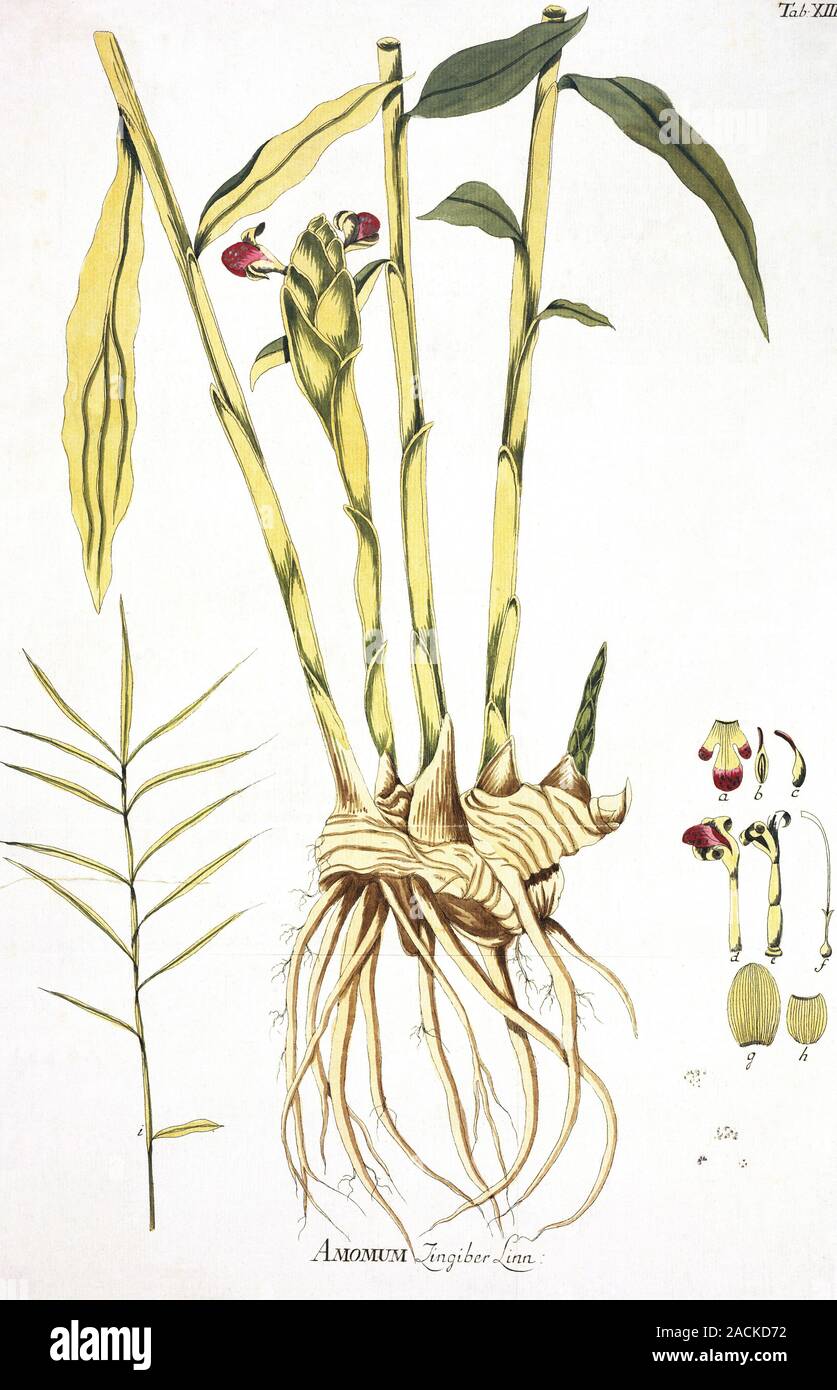 Ginger plant (Amomum zingiber). Botanical illustration from the Botany ...