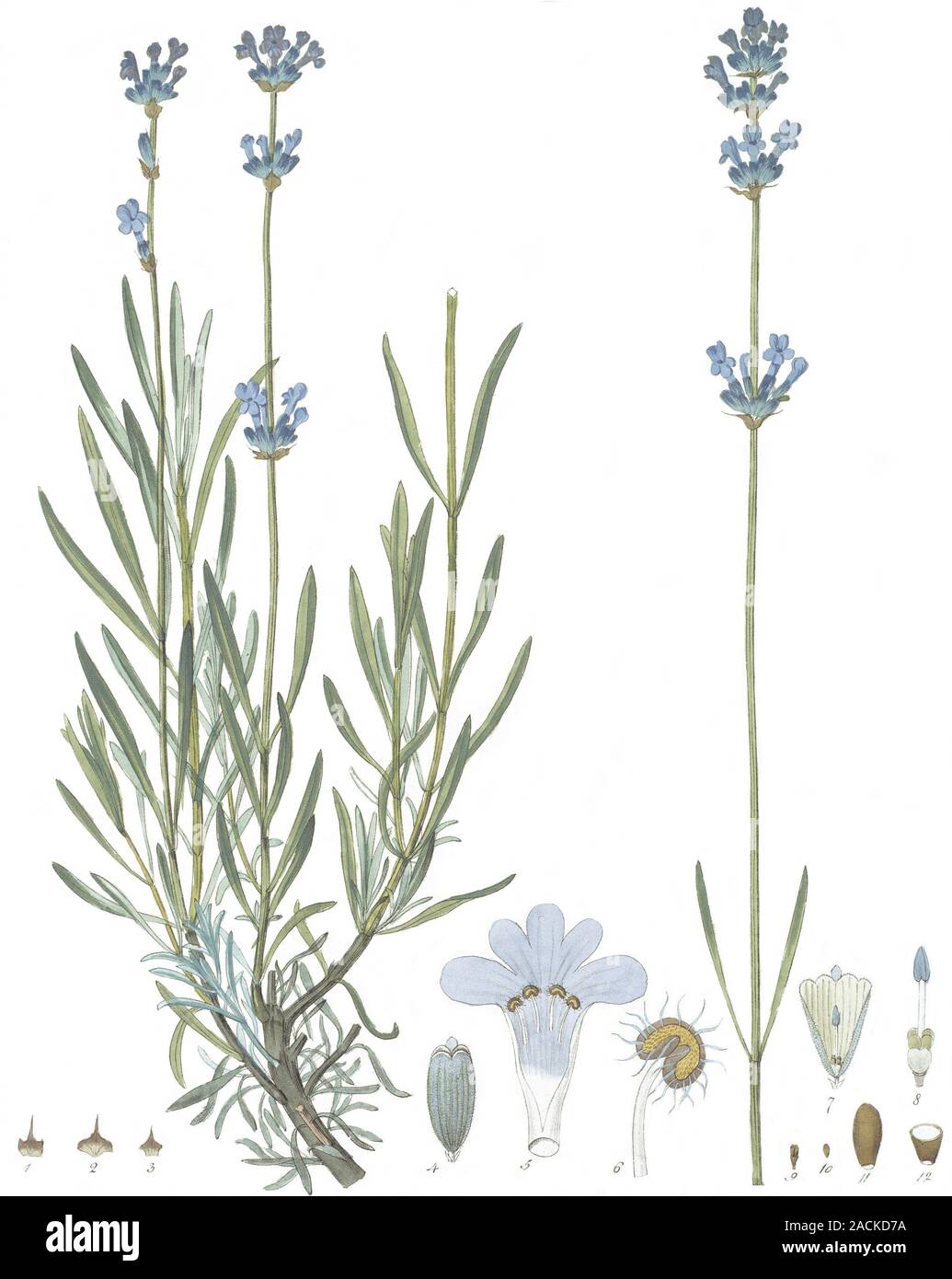 Lavender Scientific Illustration