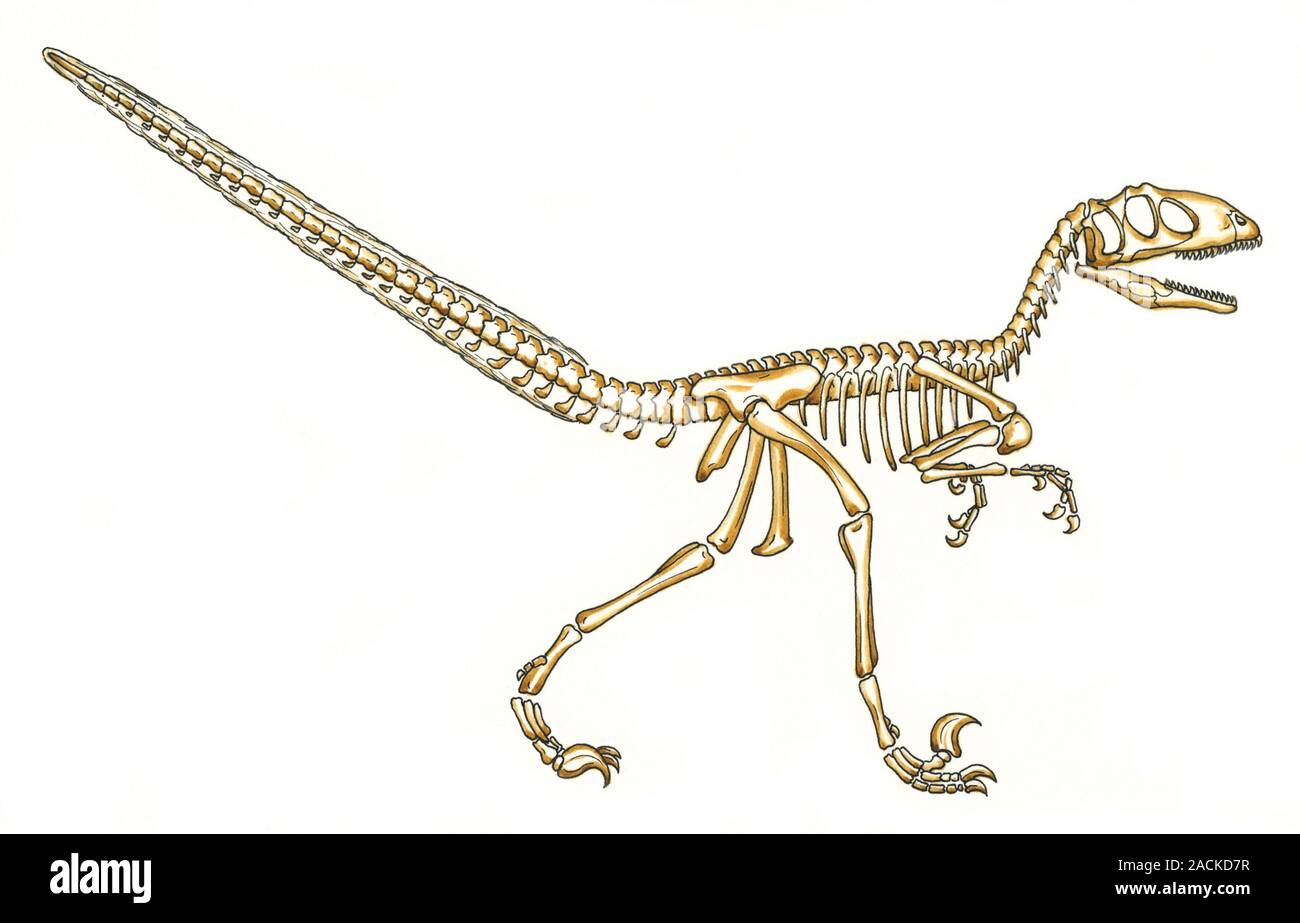 Deinonychus dinosaur skeleton. This fast-moving predator lived during ...