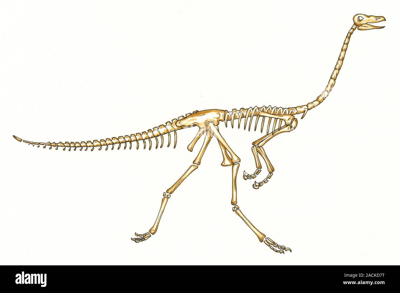 Gallimimus dinosaur skeleton. This omnivorous dinosaur from Mongolia ...