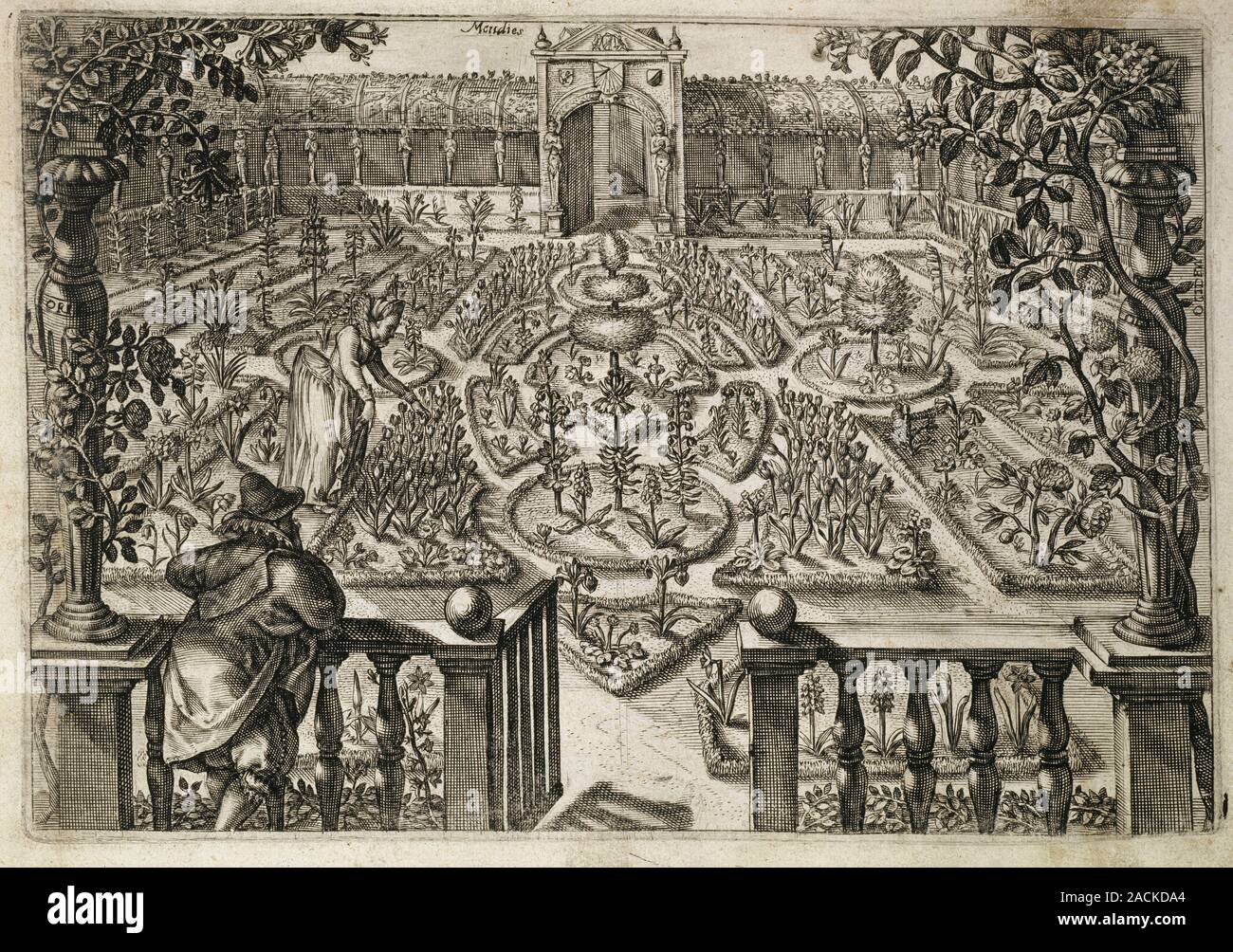 17th-century garden. Artwork from from 'Hortus Floridus' (1622) by the ...