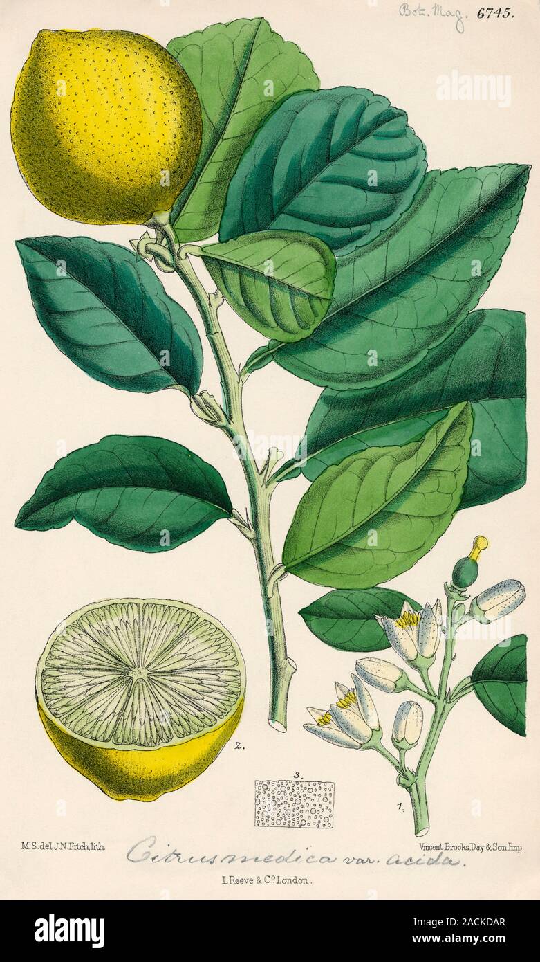 Citron (Citrus medica var acida). This botanical illustration is from ...