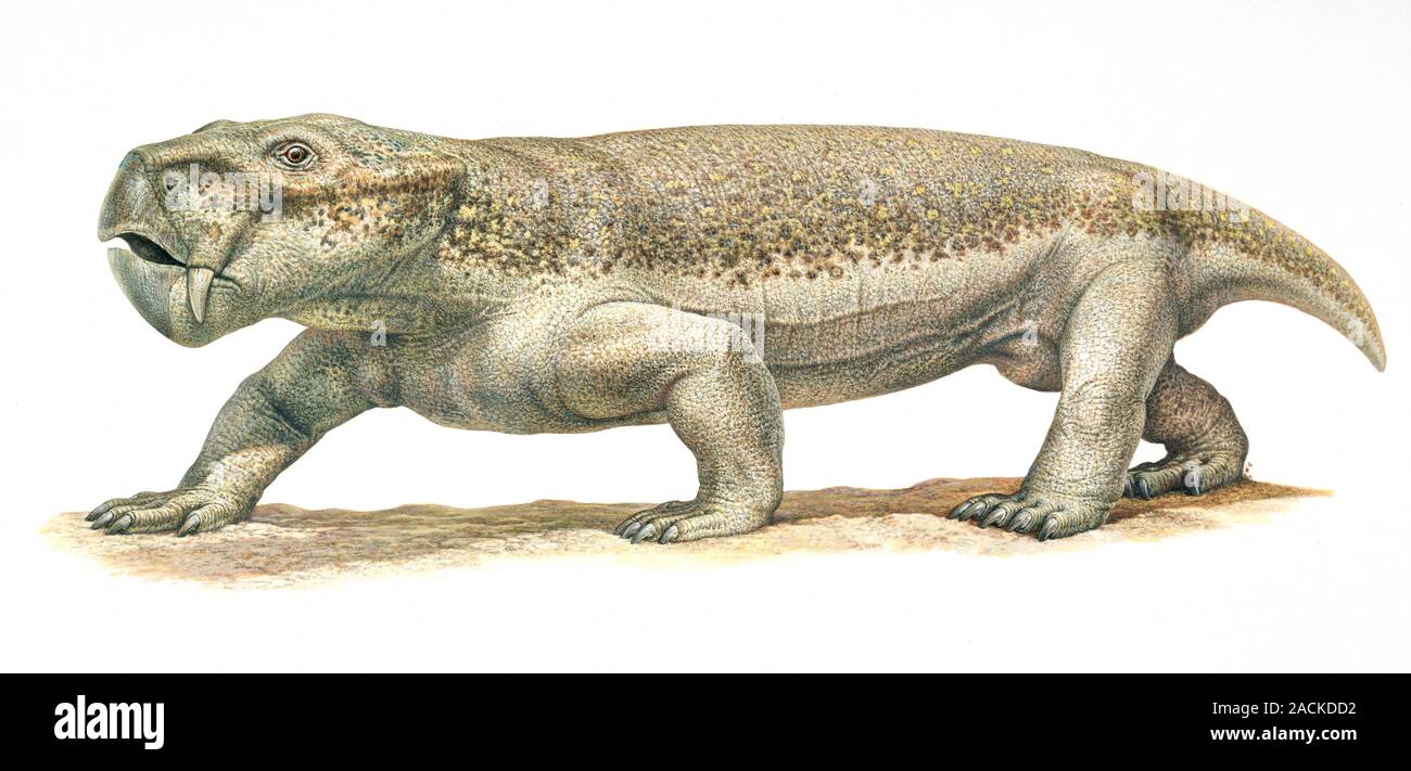 Dicynodont, extinct therapsid. This herbivore had both reptilian and ...