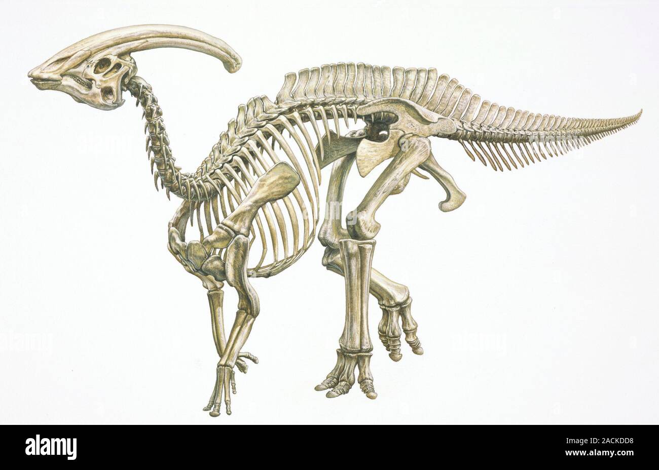 Parasaurolophus dinosaur skeleton (male). This herbivorous dinosaur ...