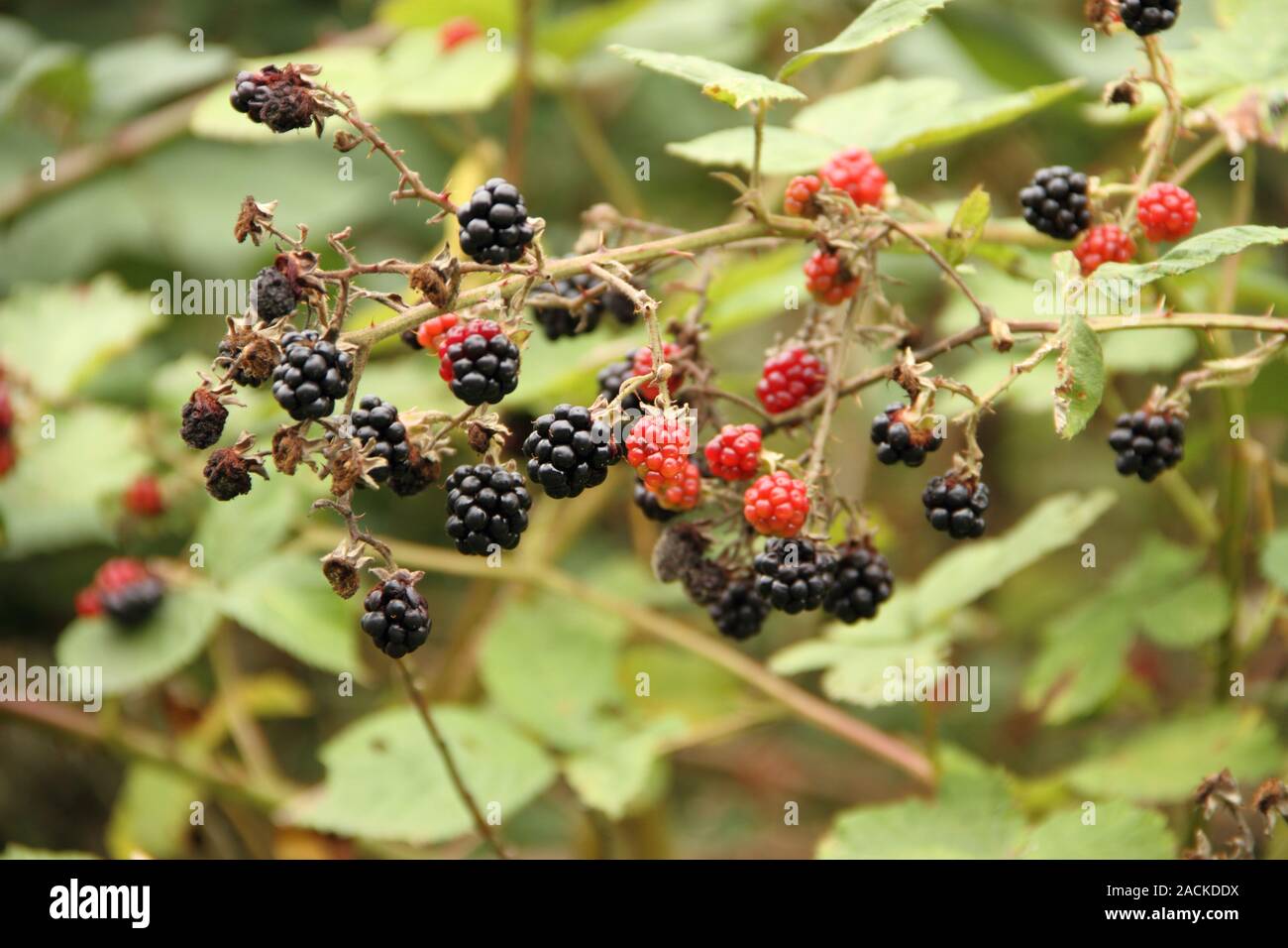 Bramble vine hi-res stock photography and images - Alamy