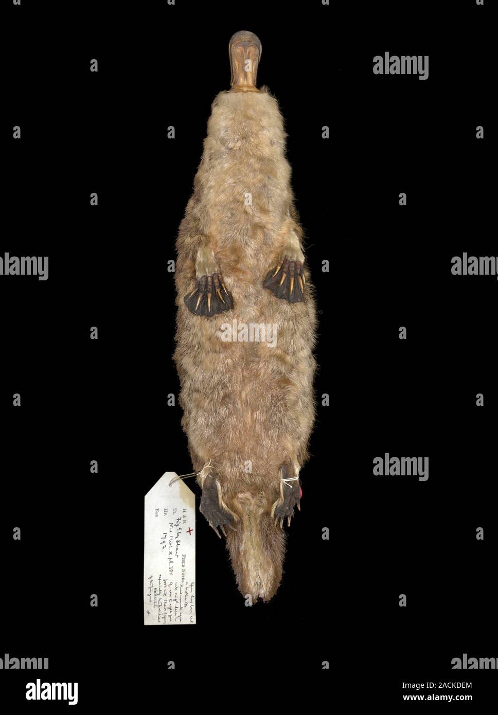 Duck-billed platypus (Ornithorhynchus anatinus), type specimen. The ...