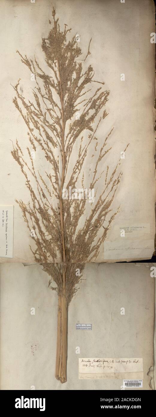 Jamaican sugarcane, pressed specimen. This specimen of sugarcane ...