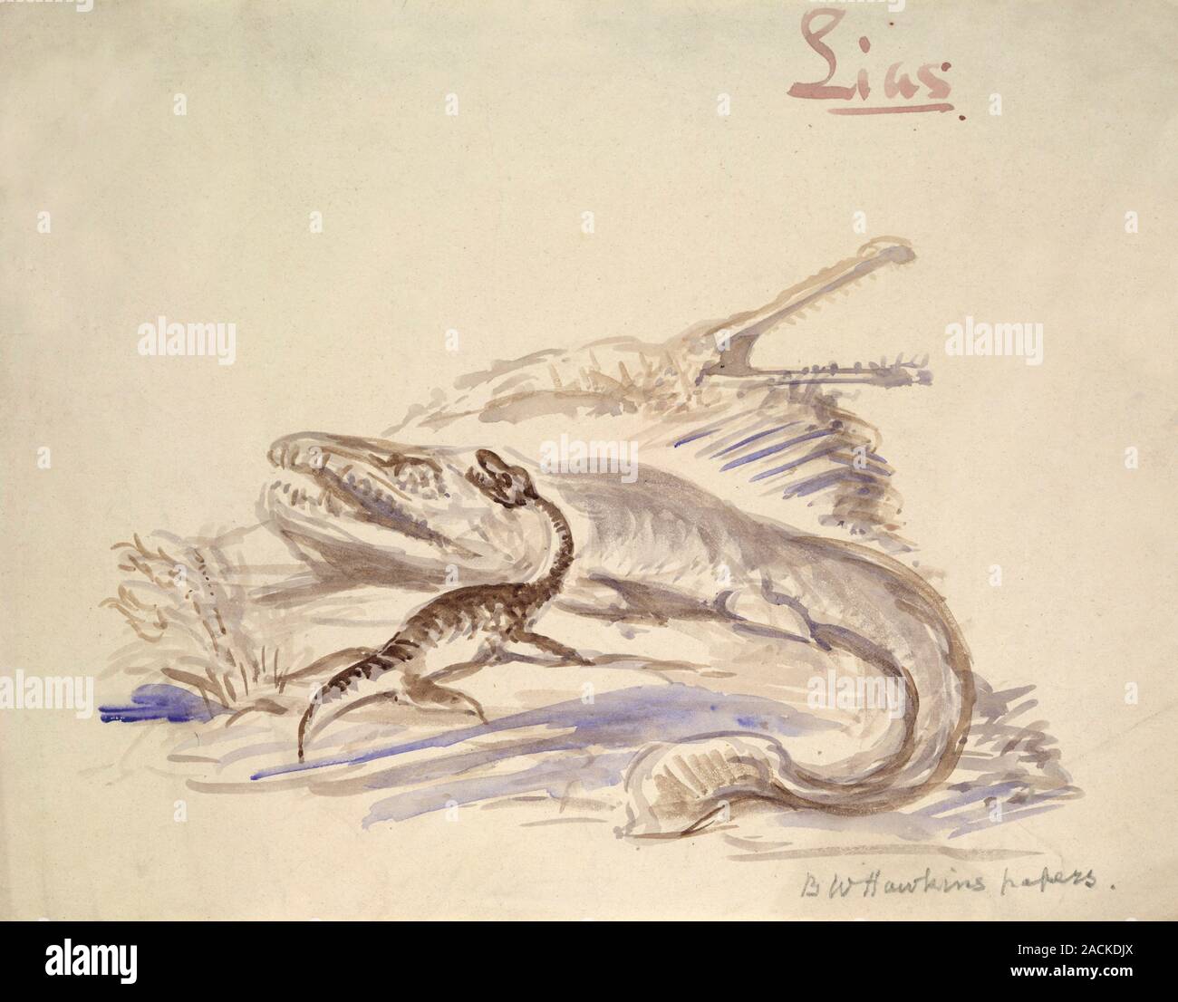 Prehistoric marine reptiles. Shown here are Ichthyosaurus, Plesiosaurus ...